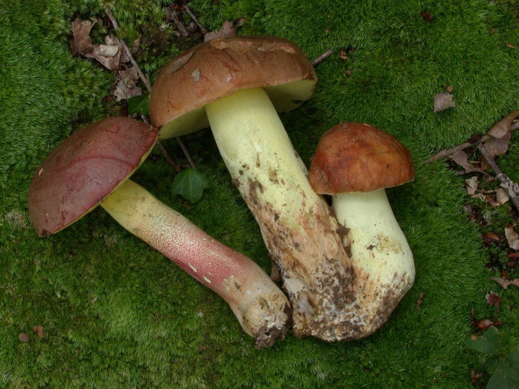 Association Mycologique de Bigorre
