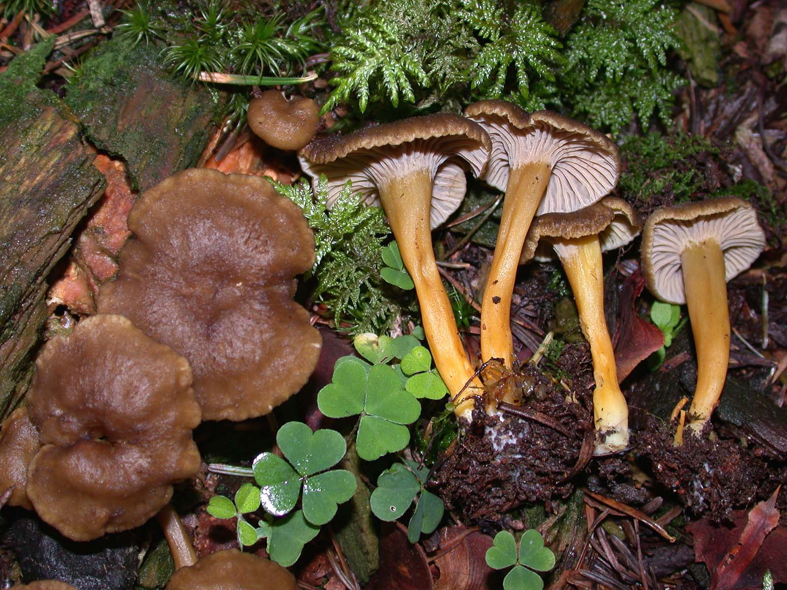 Association Mycologique de Bigorre