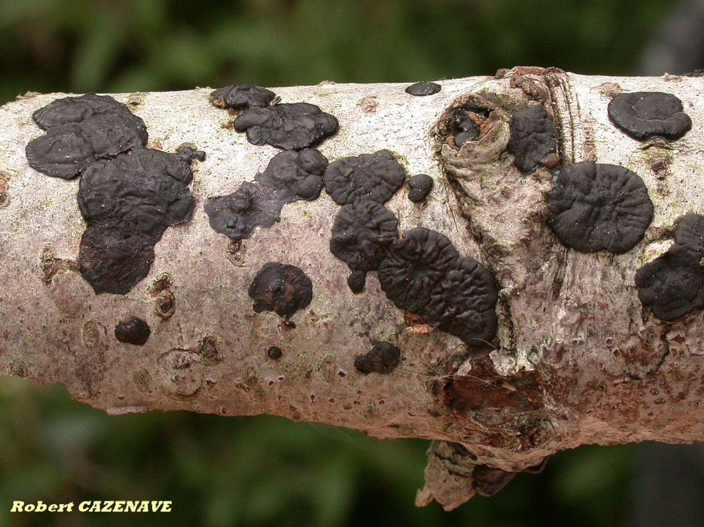 Association Mycologique de Bigorre